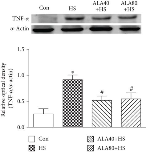 Effects Of Pretreatment With α Lipoic Acid Ala On A Superoxide Download Scientific Diagram