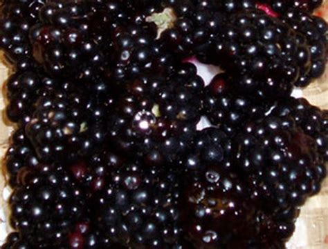 Rosenbergiodendron Formosum Blackberry Jam Fruit Seeds