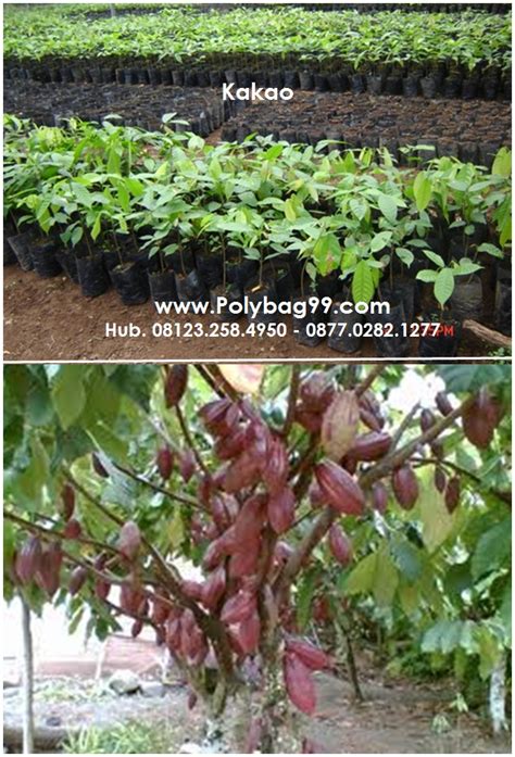 Cara Budidaya Tanaman Kakao 1 Pembibitan Penanaman Jual Polybag