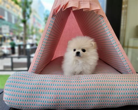 싸개싸개 무료강아지분양사이트