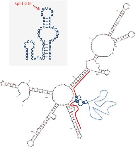 Schematic Representation Of The Eif4a Aptamer Inset And The Aptamer Download Scientific