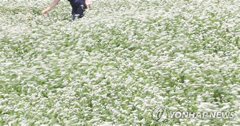 메밀꽃이 만드는 흰 물결