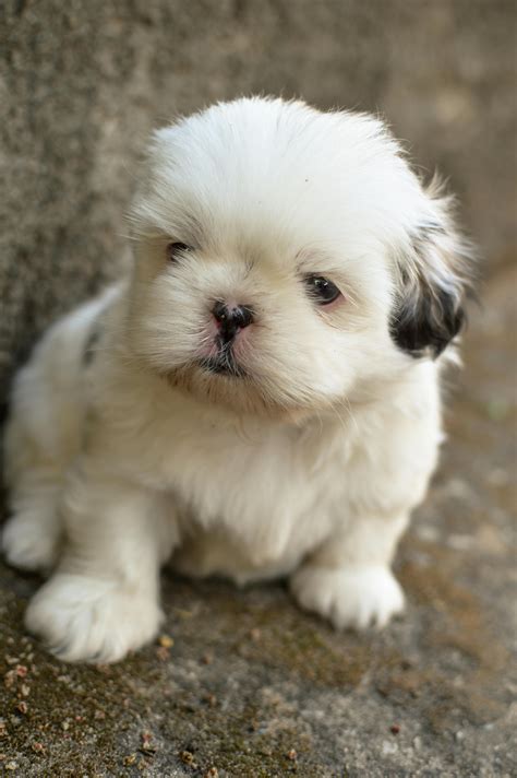 흰색과 검은 색 Shih Tzu 강아지 · 무료 스톡 사진