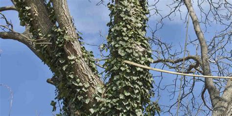 Is White Fungus On Trees Dangerous In Milton Ga