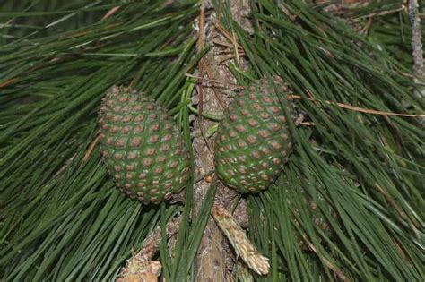 Monterey Pine Environment Buddy