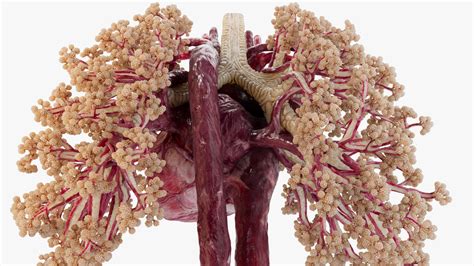 3d Animated Heart With Sound Turbosquid 2080454