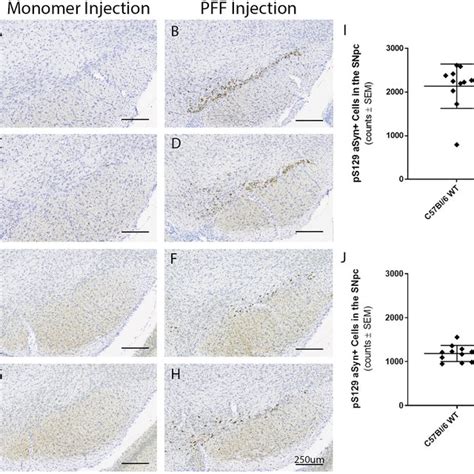 Injection Of Alpha Synuclein Preformed Fibrils Leads To Similar