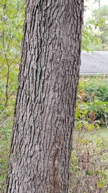 Walnut Tree Bark Identification