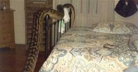 Queensland Woman Finds Python In Bedroom