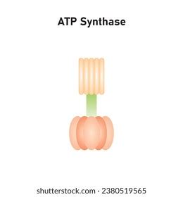 Atp Synthase Structure Scientific Design Vector Stock Vector Royalty