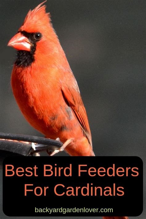 Best Bird Feeders For Cardinals Attract Beautiful Cardinals To Your