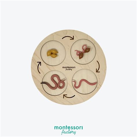 Life Cycle Of A Earthworm Montessori Material Educational Toy Wooden