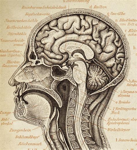 Anatomical Drawing Of The Brain