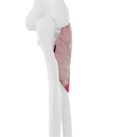 Anatomy Pedia ️ Supinator⁣ ⁣⁣⁣⁣⁣⁣⁣⁣⁣⁣⁣⁣⁣⁣⁣⁣⁣⁣ Origin