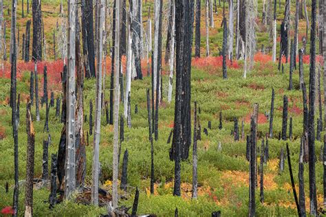 Forest Fire Regrowth