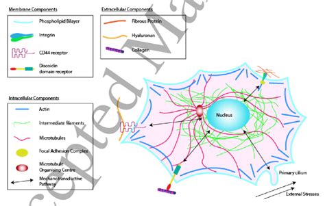 Schematic Overview Of The Main Components Involved In Cell Matrix Download Scientific Diagram