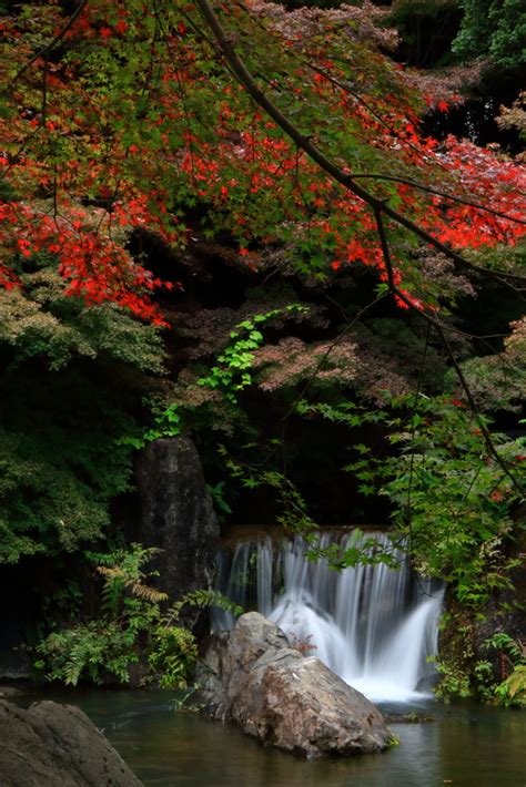 ちいさい秋みつけた by yuzupo ID6157421 写真共有サイト PHOTOHITO