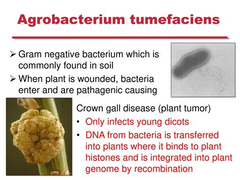 Gene Transfer In Plants Ppt Download