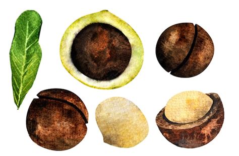 Premium Photo A Collage Of Different Types Of Coconuts