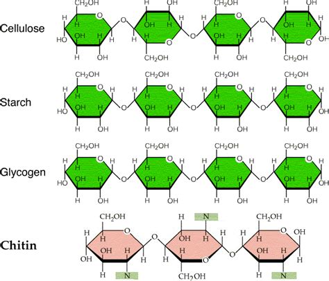 Starch Polysaccharide