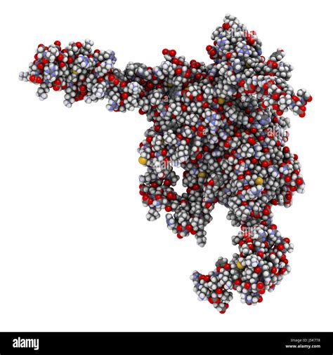 Integrin Alpha 4 Beta 7 A4b7 Headpiece Cell Surface Protein Complex That Plays A Role In
