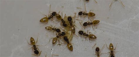 Learn More About Argentine Ants And How To Control Them