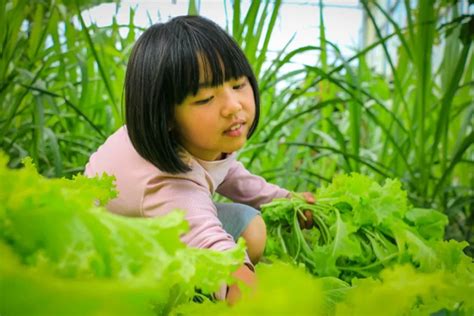 ‘슬기로운 학교생활中 윈난 농촌 초등학교의 삼시세끼 자급자족 라이프