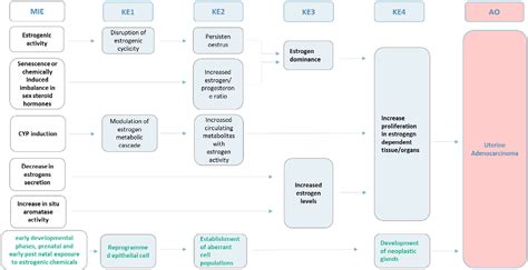 Figure 1 From Development Of Adverse Outcome Pathways Relevant For The Identification Of