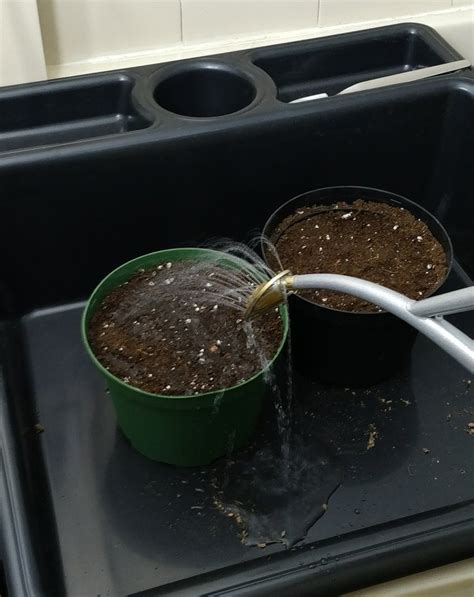 Growing Oxalis Bulbs From Ebay House Plant Journal