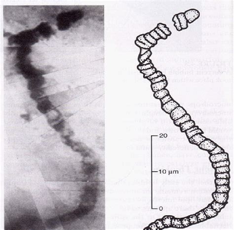 Oldest Microfossil Identified To Be A Prokaryote Another Class Of