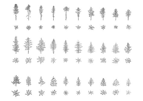 Pine Trees Dwg Cad Blocks In Plan And Elevation 30 Pieces Cadnature