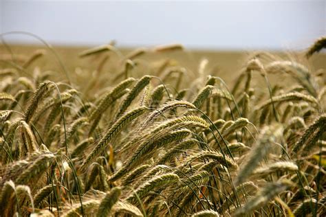 Corteva Agriscience Conclui Processo De Separação Da Dowdupont