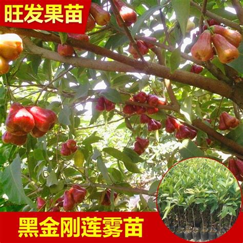 黑金刚莲雾苗嫁接苗批发 台湾莲雾果树苗优良新品种 黑金刚莲雾苗 果苗 广东果苗批发 惠州果苗批发 果苗种植场 惠州果苗基地 惠州市惠城区旺发果苗种植场