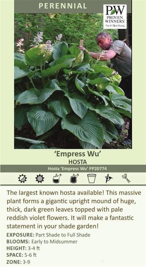 Hosta Empress Wu Shipped From Grower To Your Door