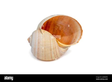 Image Of Large Empty Ocean Snail Shell On A White Background Undersea