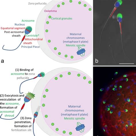 Pronuclear Development And Sperm Mitophagy A Following Sperm Download Scientific Diagram