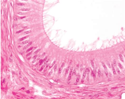 Epithelium Histology Lecture Images Flashcards Quizlet