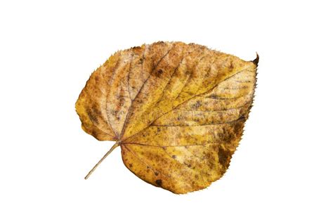 Common Lime Tree Leaf Tilia X Europaea In Autumn Fall Colour Stock
