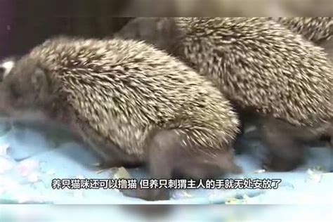 小刺猬被主人偷出来玩，不料被刺猬妈妈发现了，下秒请憋住别笑
