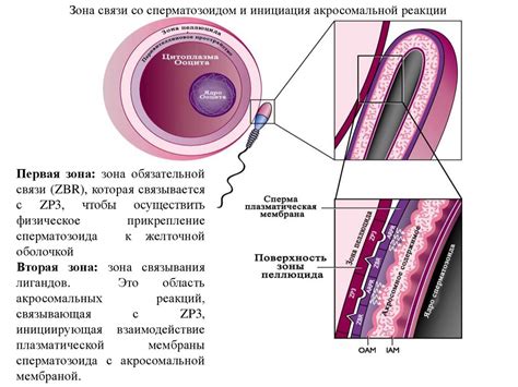 Оплодотворение Лекция № 11 презентация онлайн