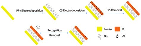 Electrochemical Impedimetric Microsensor Preparation Steps For The Download Scientific Diagram