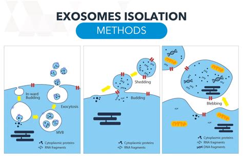 Exosome Isolation Severn Sales