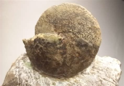 Upper Triassic Ammonites From Epidauros Greece Fossil Hunting Trips