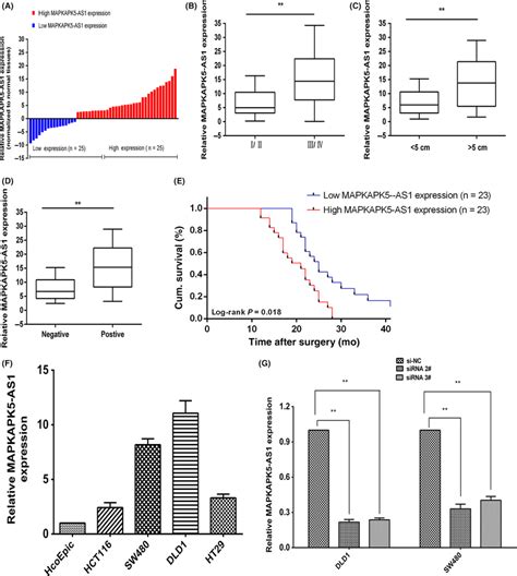 Mapkapk5‐as1 Is Upregulated In Human Colorectal Cancer Crc Tissues