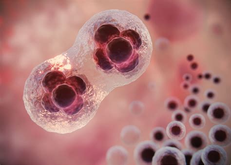 Streamlining Cell Line Development For Ind Submission