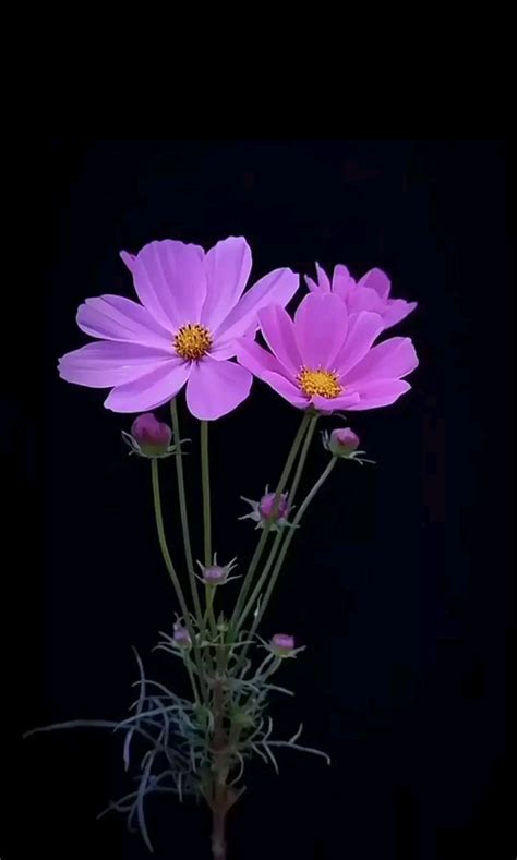 格桑花