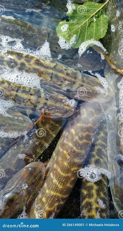Esox Lucius Northern Pike In Tank Ready To Stock To Freshwater