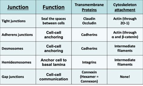 Cell Junctions And The Ecm Flashcards Quizlet