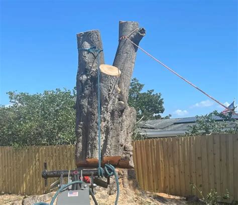 Do I Need A Permit To Cut Down A Tree In Clearwater Allens Tree Works