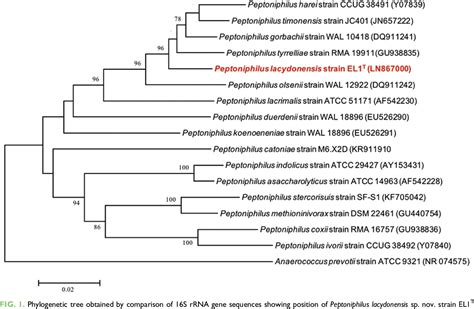 Peptoniphilus Harei Semantic Scholar